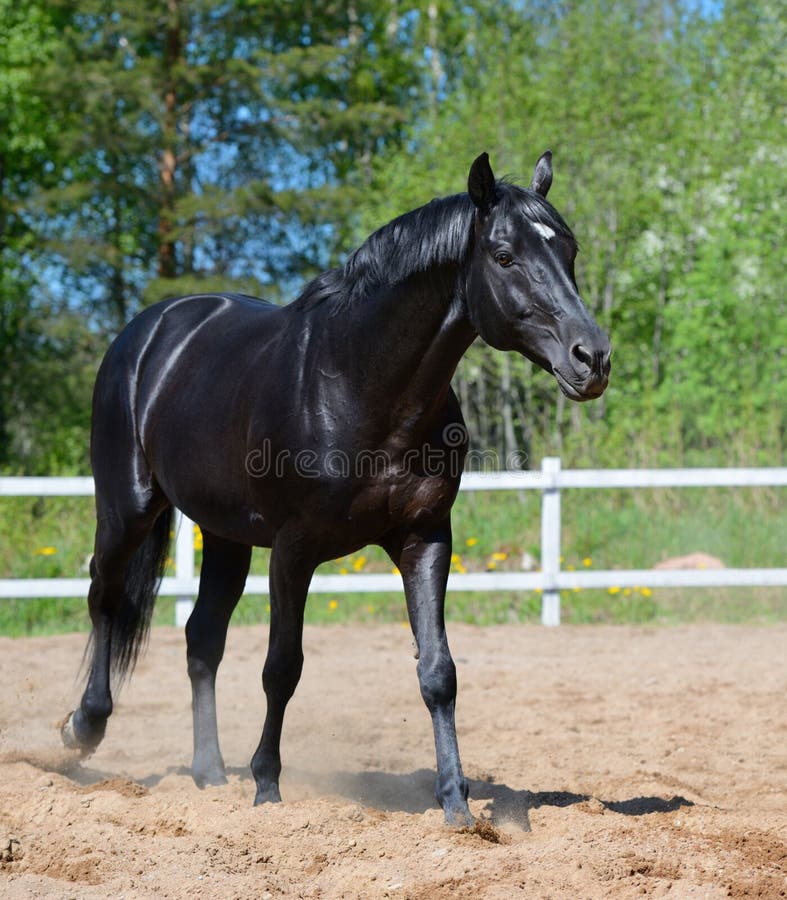 Black Stallion of Russian Riding Breed Stock Photo - Image of animal ...