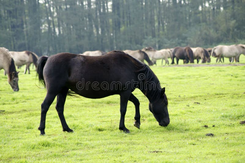 Black stallion stock image. Image of livestock, westphalia - 46702215