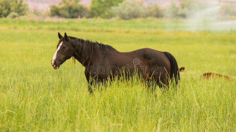 Black Stallion Standing on Green Grass during Daytime Stock Image ...