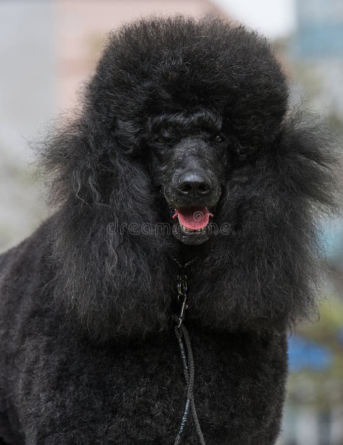 565 French Poodle Photos - Free & Royalty-Free Stock Photos from Dreamstime