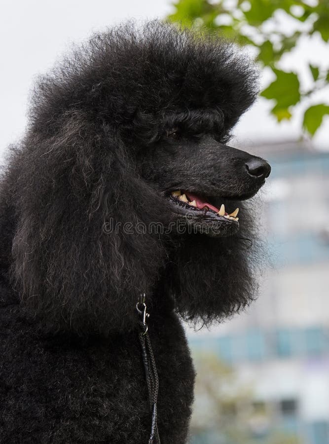 Black Standard French Poodle Stock Photo - Image of black, standard ...