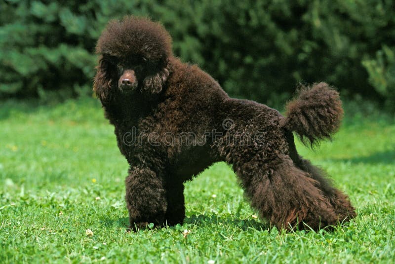 Black Standard Poodle, Adult Standing on Grass Stock Image - Image of ...