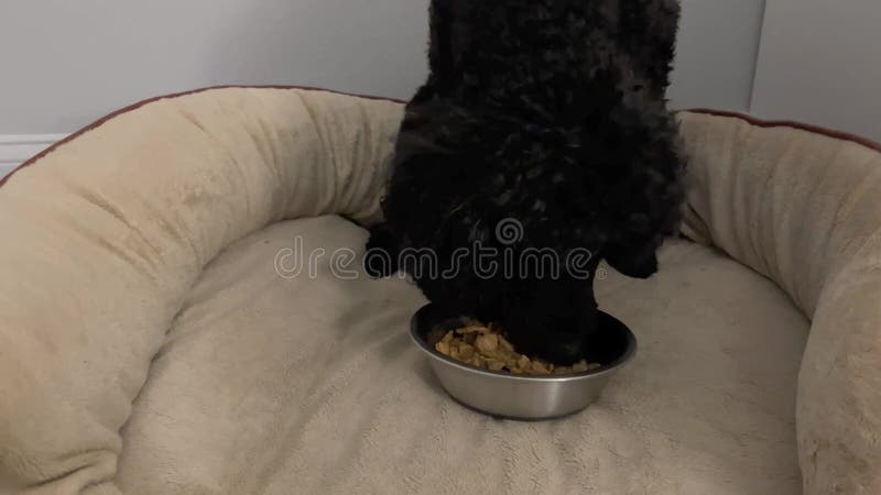 A Black Standard Poodle Eating in His Bed Stock Video - Video of ...