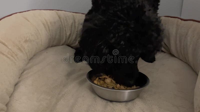 A Black Standard Poodle Eating in His Bed Stock Video - Video of hungry ...