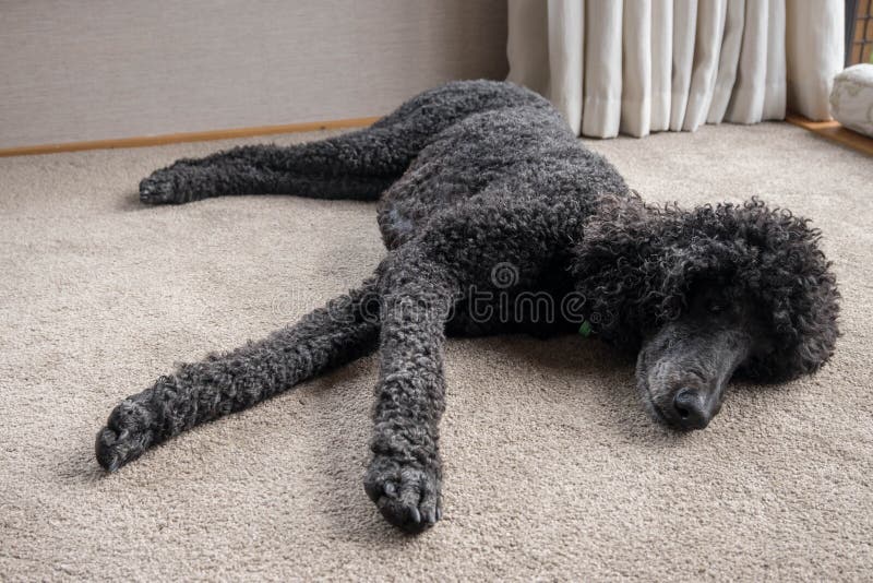 Black Standard Poodle Laying on the Carpet Stock Image - Image of ...