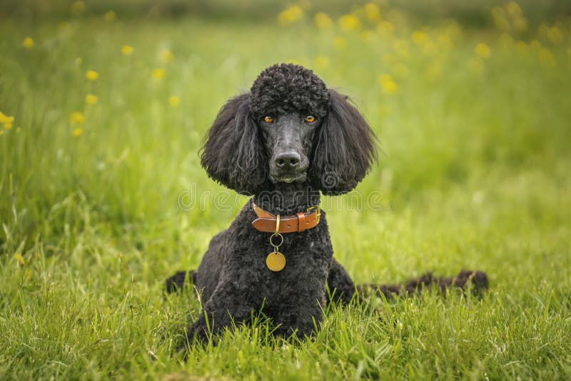 Black Standard Poodle Laying Down in a Meadow of Yellow Flowers Stock ...
