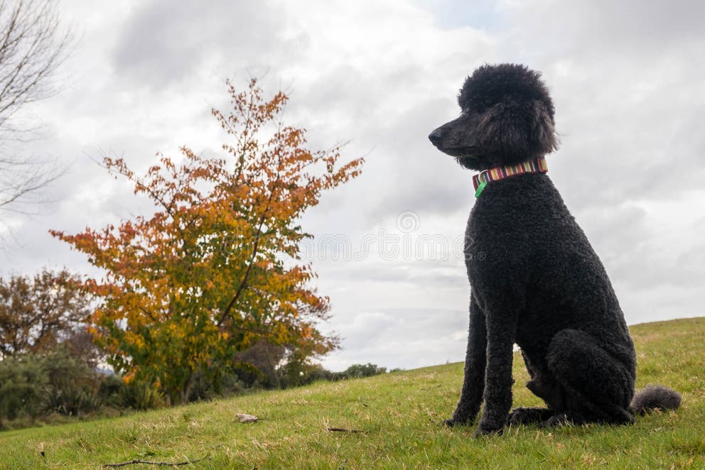 Black Standard Poodle Sitting in the Grass Stock Image - Image of ...