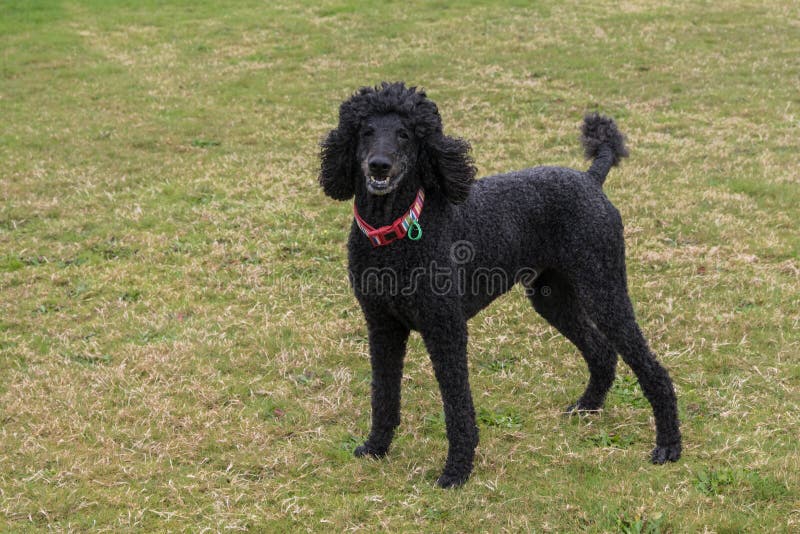 Black Standard Poodle Standing in the Grass Smiling Stock Image - Image ...