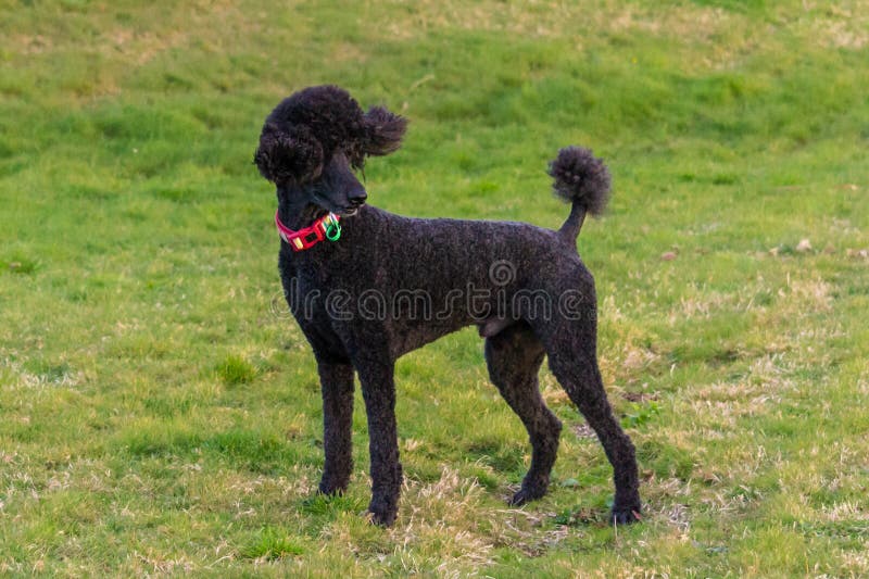 Black Standard Poodle Standing in the Grass Stock Photo - Image of ...