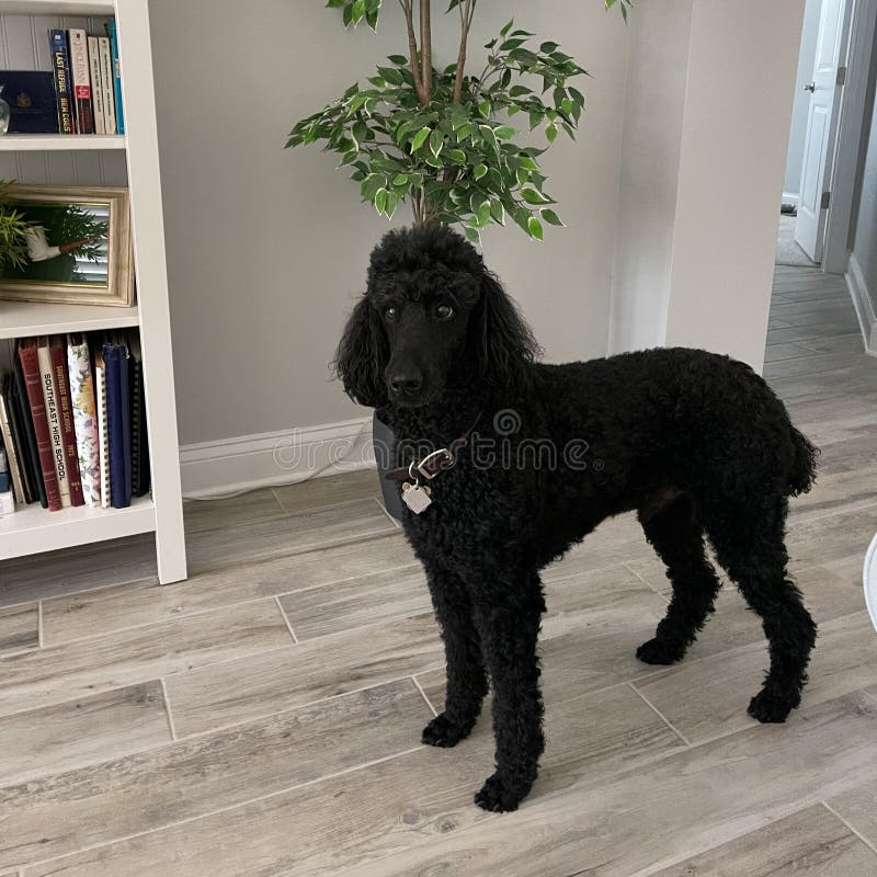 232 Standard Toy Poodle Stock Photos - Free & Royalty-Free Stock Photos ...