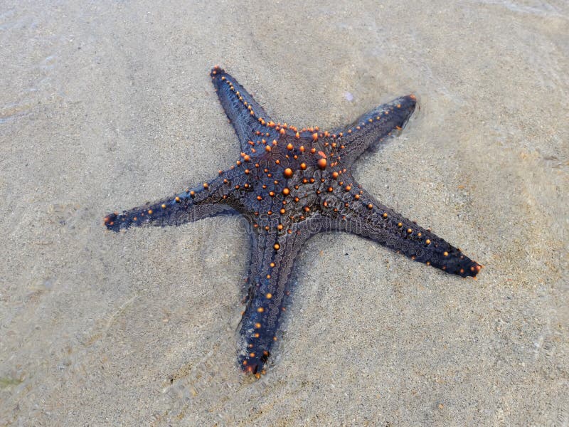 Black Starfish on the Beach Sand Stock Image - Image of invertebrate ...