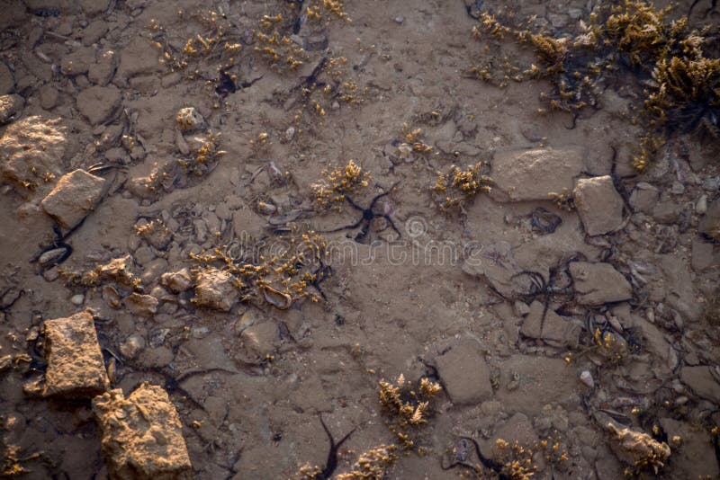 Black Starfish in Sea Water Stock Photo - Image of australia, beach ...