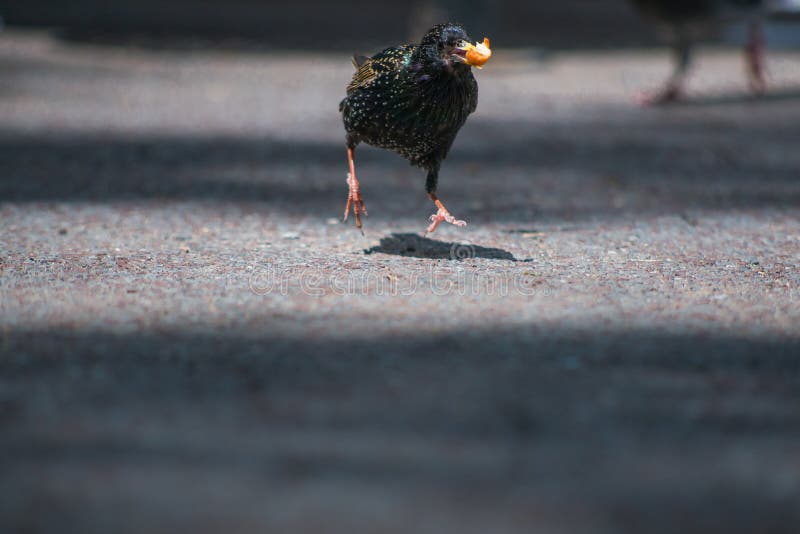 Black Starling Bird with a Bait in Its Beak Jumping on the Ground Stock ...