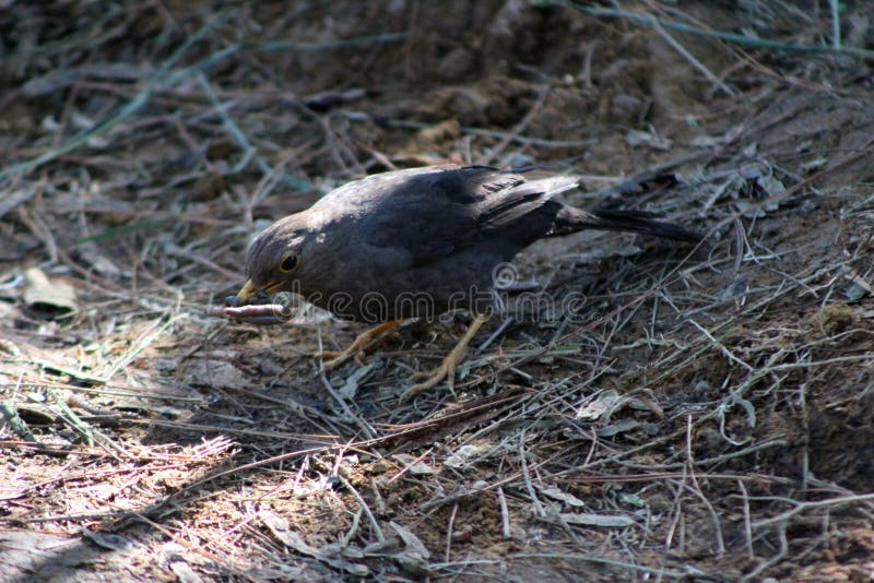 Starling Bird Foraging on the Ground Stock Photo - Image of beak ...