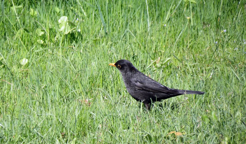 Black Starling Bird Rest on Tree Branch, Lithuania Stock Photo - Image ...