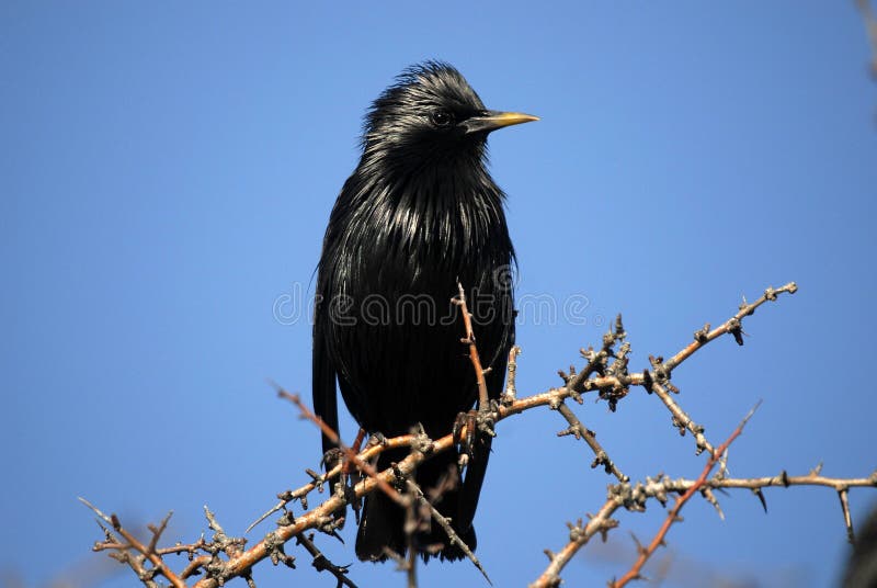 Black Starling in the Branch Stock Photo - Image of rock, crows: 20594956