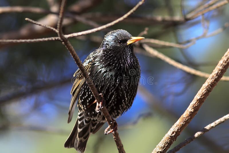 Black Starling Sitting on a Branch Stock Image - Image of beautiful ...