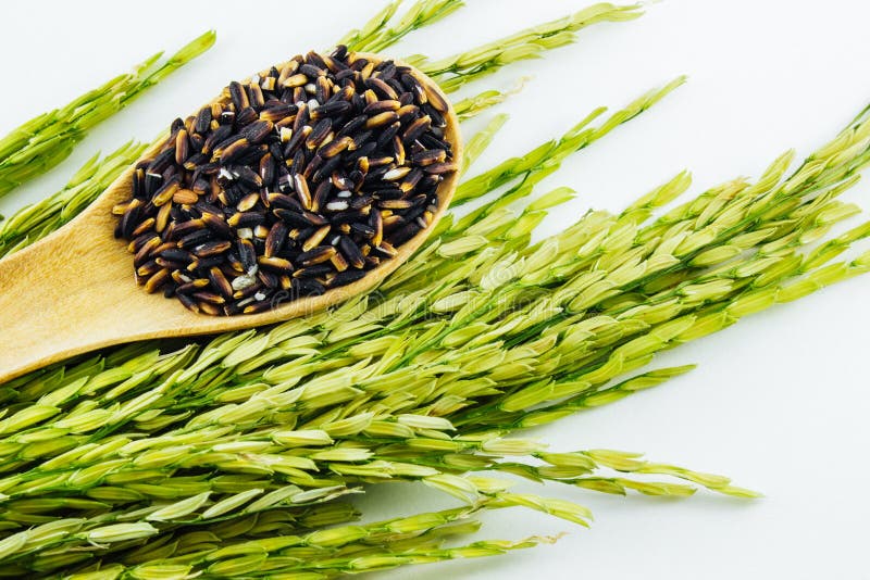 Black Sticky Rice in Wooden Spoon and Paddy Rice Stock Image - Image of ...