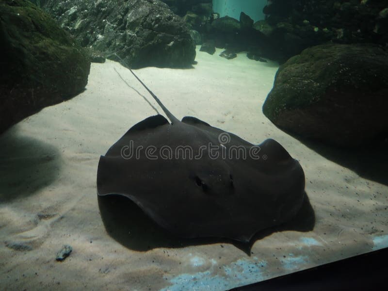 Black Stingray on Sand Bed in Aquarium Stock Photo - Image of black ...