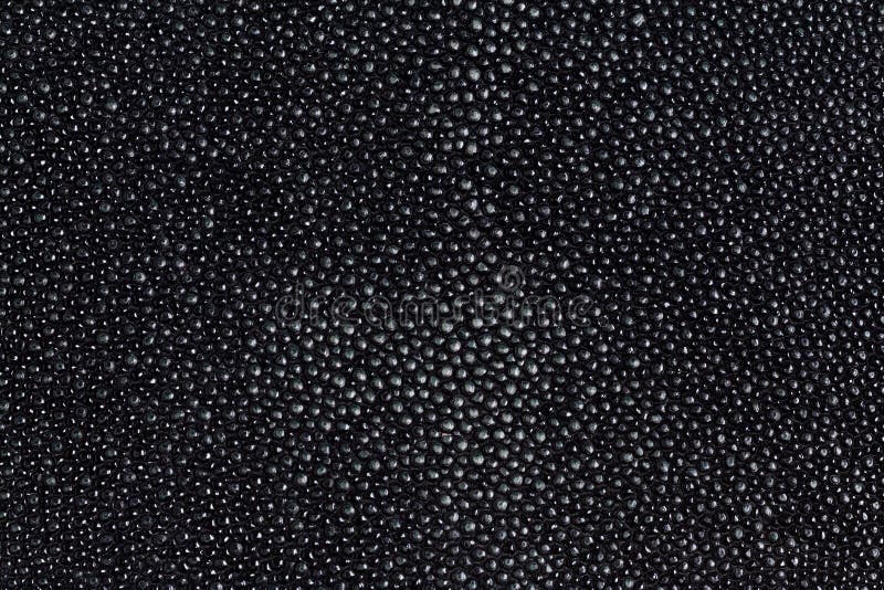 Shark Leather Texture Stock Photos - Free & Royalty-Free Stock Photos ...