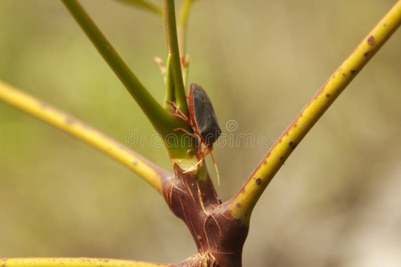 Black Stink Bug Walking on Plant Stem in Nature Stock Photo - Image of ...