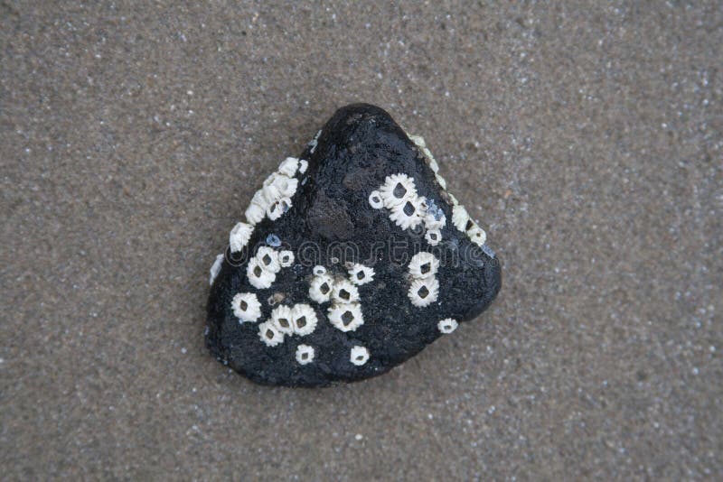 Black Stone with Barnacle Shells Stock Image - Image of life, empty ...