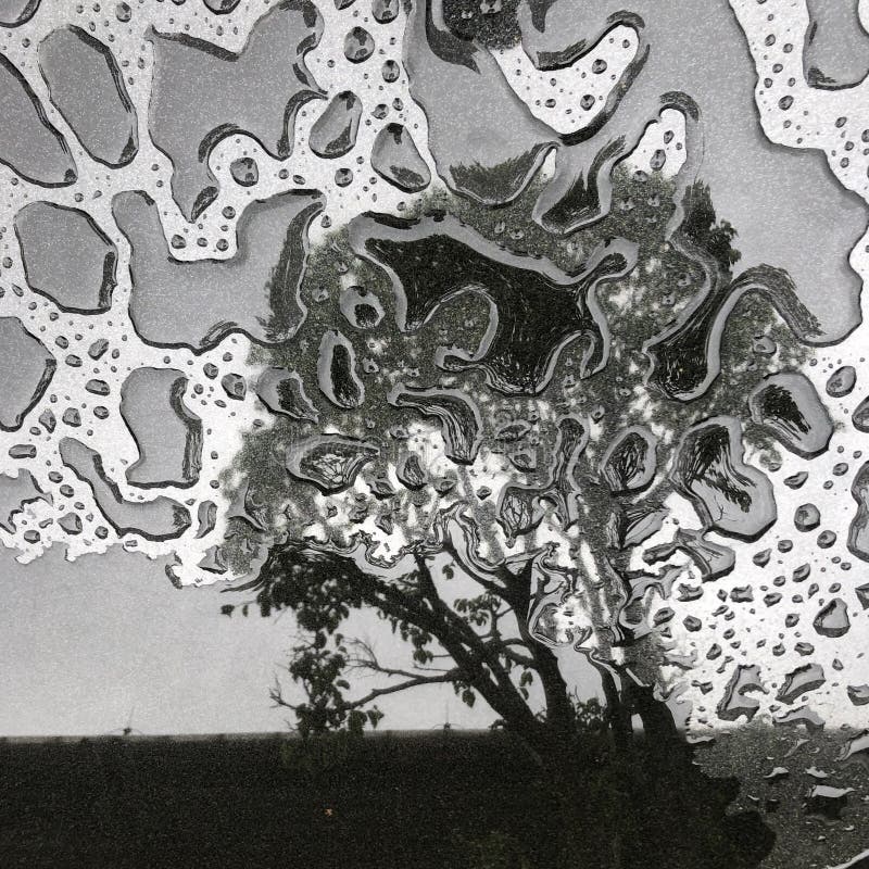 34,413 Black Shadow Tree Photos - Free & Royalty-Free Stock Photos from ...