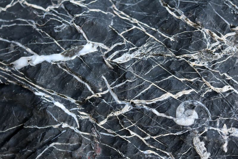 Black Stones and Fossil Shells. Stock Image - Image of extinction ...