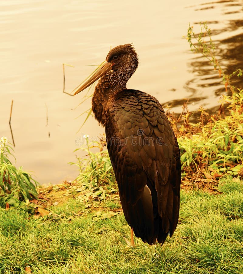 Black Stork stock image. Image of fauna, bird, animals - 22268033