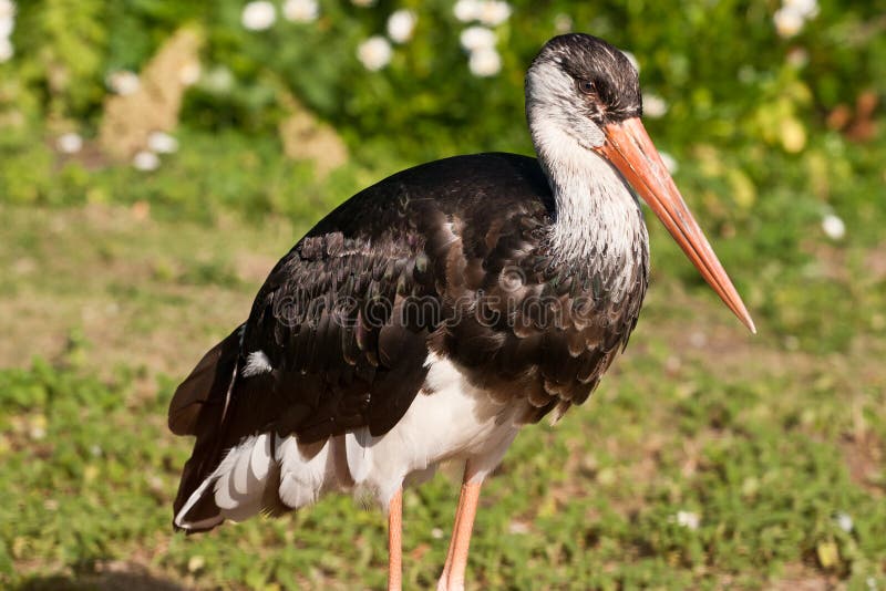 Black stork stock photo. Image of long, wings, stork - 24885340