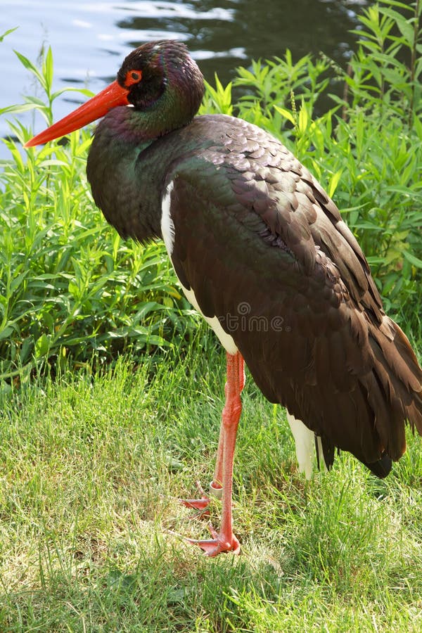 Black stork stock image. Image of wing, park, impressive - 25069563