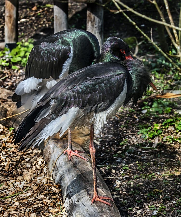 4 Leg Spreader Beam Stock Photos - Free & Royalty-Free Stock Photos ...