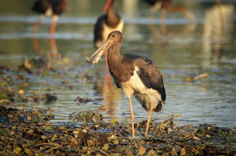 Black Stork Catch Fish in the Old Bed of the Tisza Stock Photo - Image ...