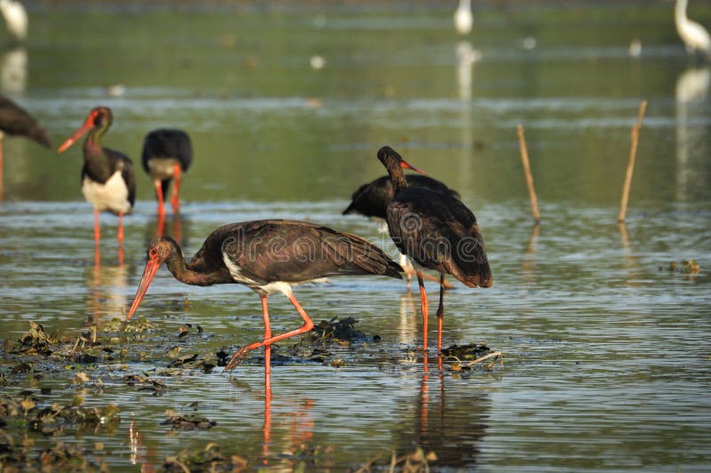 Black Stork Catch Fish in the Old Bed of the Tisza Stock Image - Image ...
