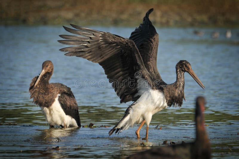 Black Stork Catch Fish in the Old Bed of the Tisza Stock Photo - Image ...
