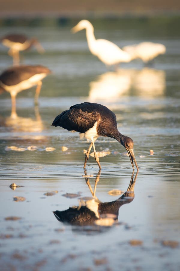 Black Stork Catch Fish In The Old Bed Of The Tisza Stock Image - Image ...