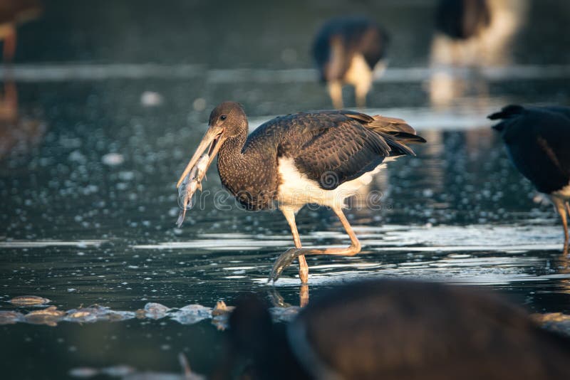 Black stork stock photo. Image of species, feather, frogs - 60194802