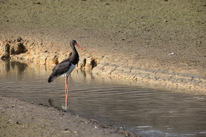 Black stork in Japan stock photo. Image of asian, nigra - 252492396