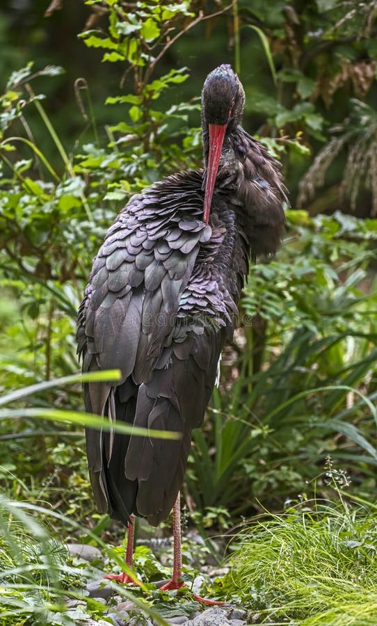 Black stork 8 stock photo. Image of black, stork, water - 100563058
