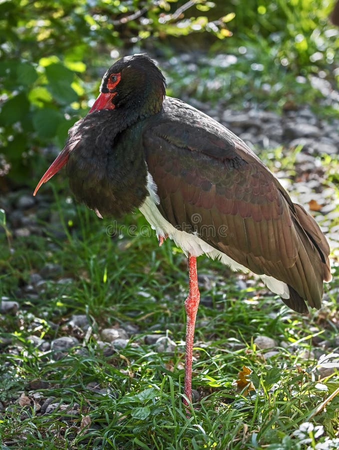 Black stork 9 stock image. Image of wild, swamp, flight - 101346263