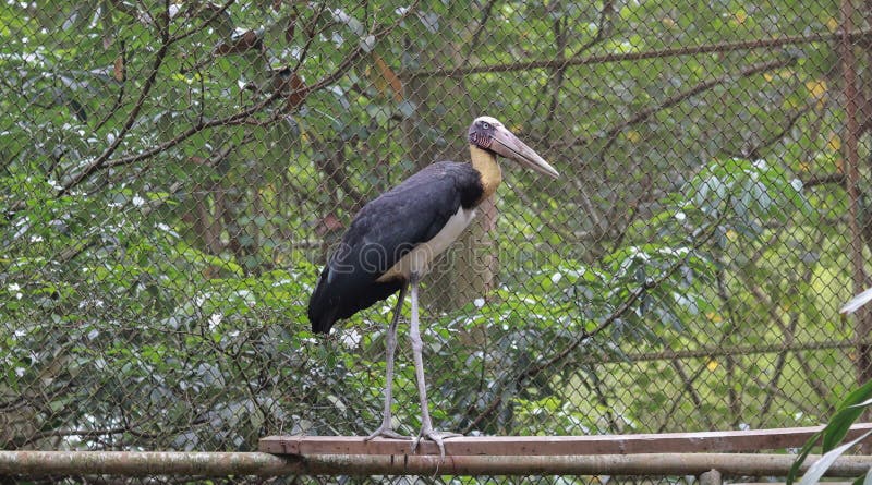 A Black Stork with a Long Beak Perched on a Log Stock Photo - Image of ...