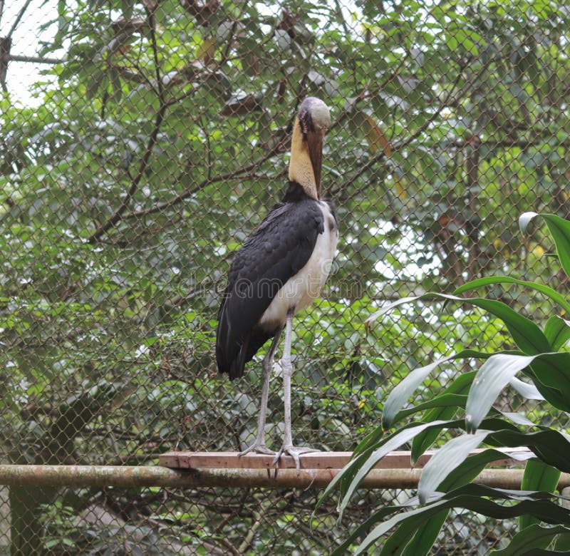 A Black Stork with a Long Beak Perched on a Log Stock Photo - Image of ...