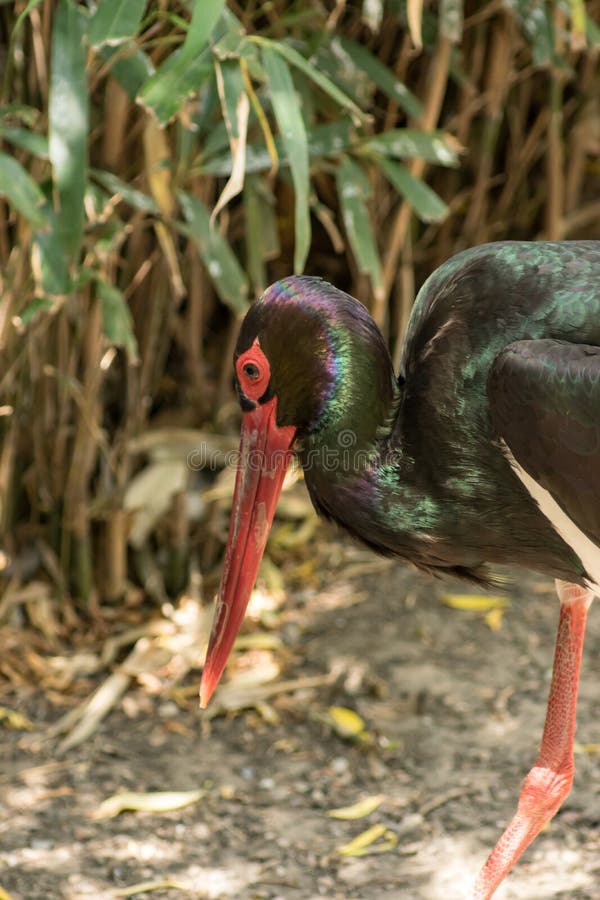 Black stork stock photo. Image of stork, animal, wader - 239715396