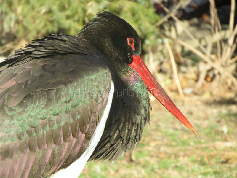 Stork profile stock photo. Image of staring, profile - 53533728