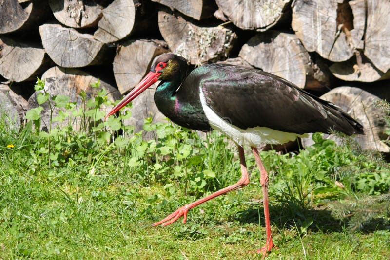 Black stork stock image. Image of black, wood, stork - 30959767