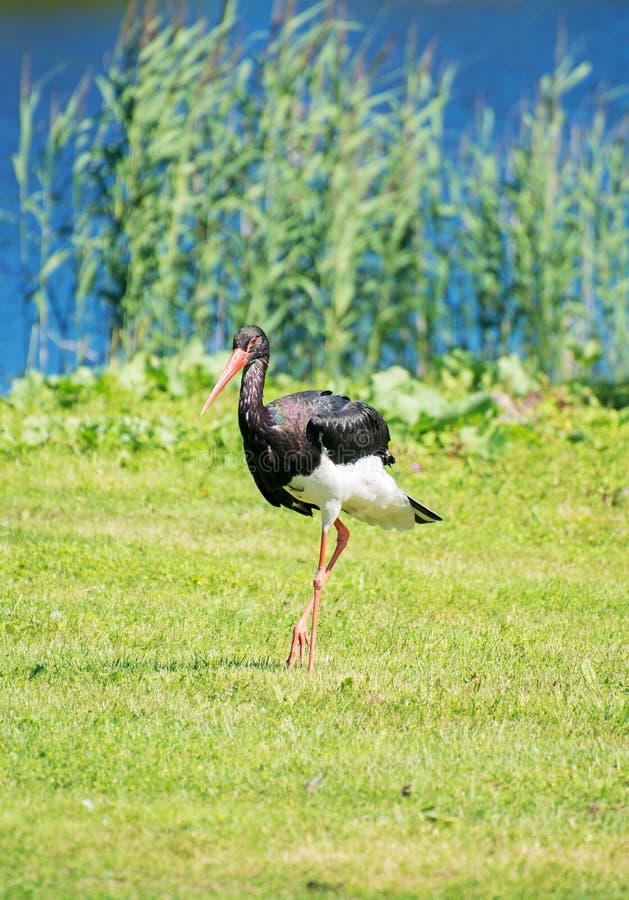 Black stork. stock image. Image of green, summer, beak - 75132929