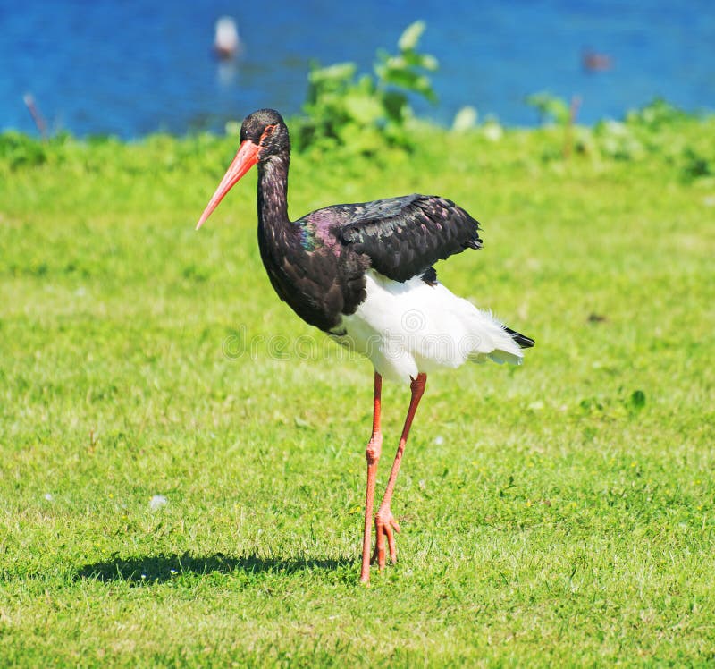 Black stork. stock image. Image of creature, park, bird - 75133015