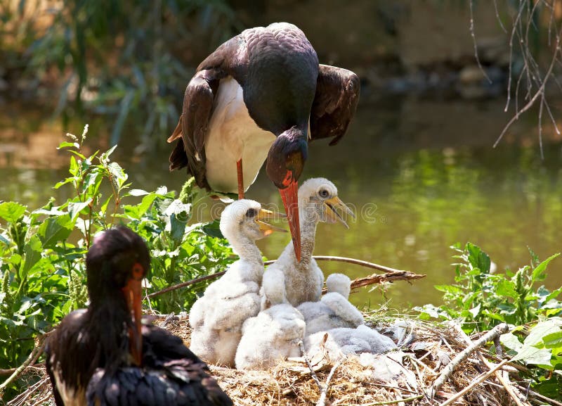 Black stork stock image. Image of outdoors, parent, legs - 37748947