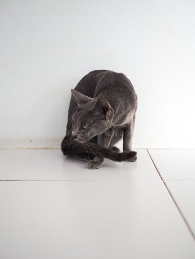 453 Cat Parking Photos - Free & Royalty-Free Stock Photos from Dreamstime