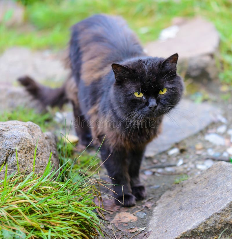 Black Stray Cat on the Path Stock Photo - Image of feline, outdoor ...